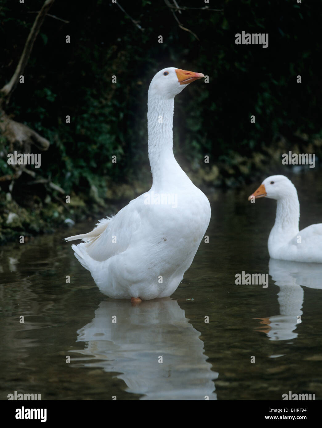 Adult white farmed goose standing in a stream Stock Photo - Alamy