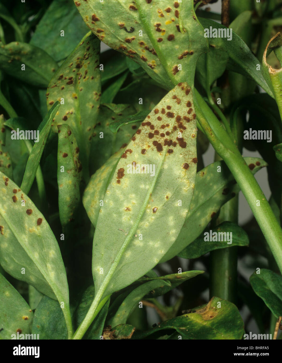 Antirrhinum rust (Puccinia antirrhini) pustules on leaf underside Stock ...
