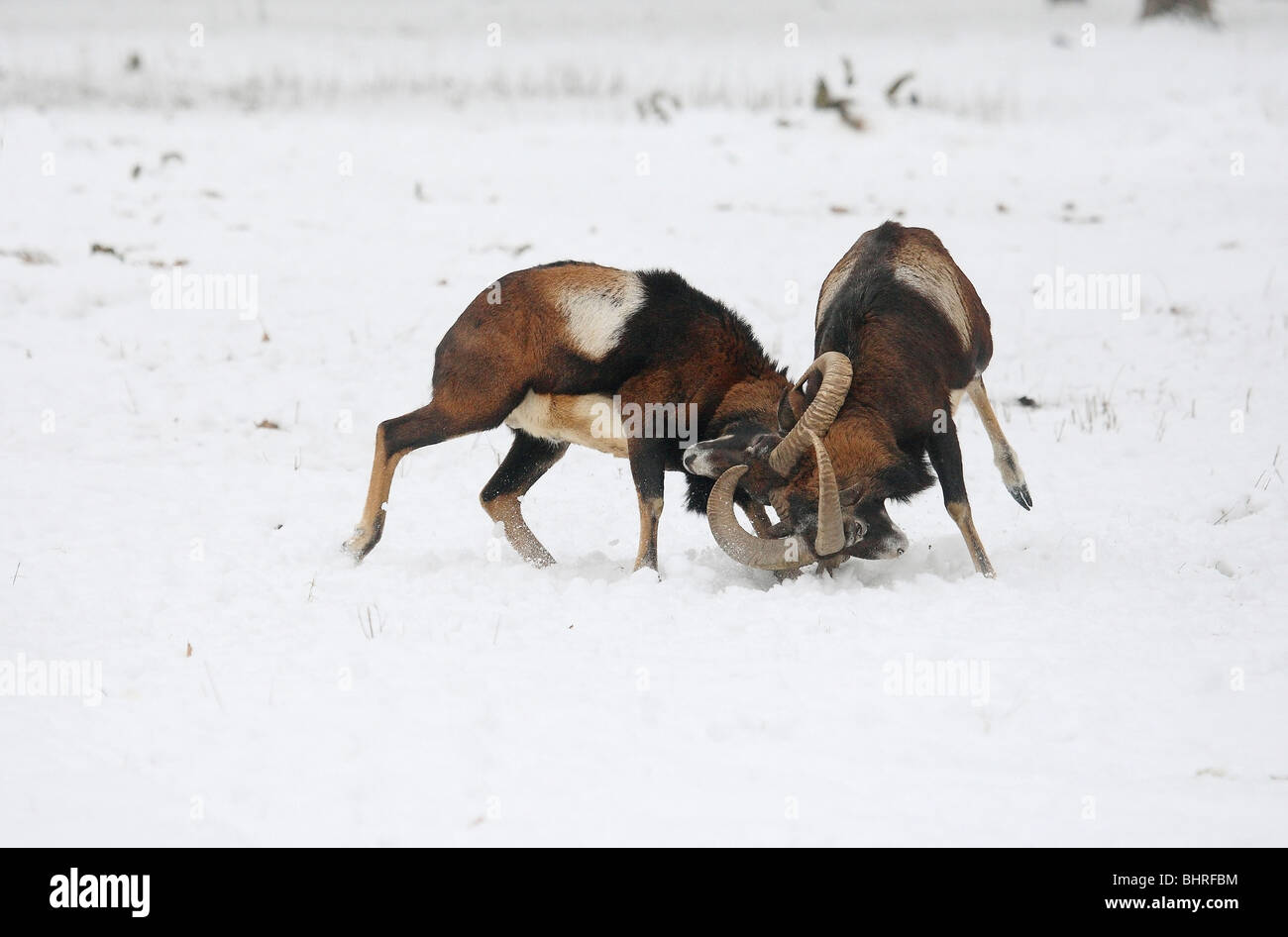 Aries fighting hi-res stock photography and images - Alamy