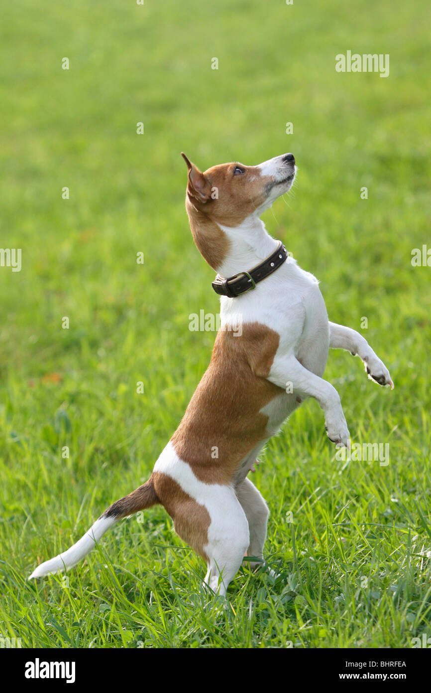 Jack Russell Terrier dog - begging Stock Photo - Alamy