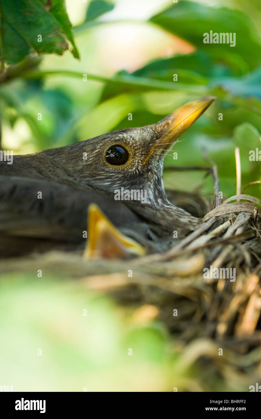 Blackbird apple hi-res stock photography and images - Alamy