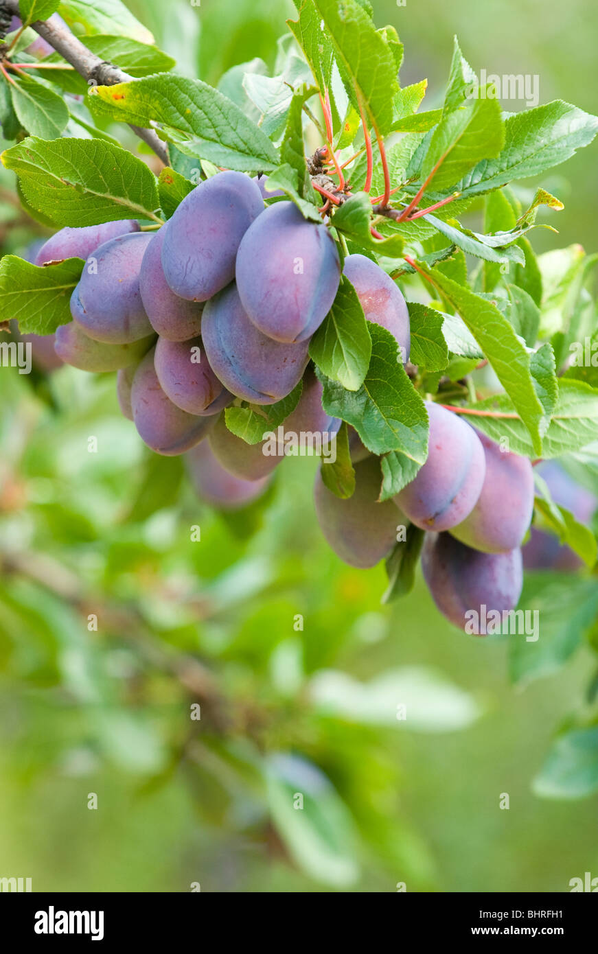 Bunch of plums on a tree branch Stock Photo - Alamy