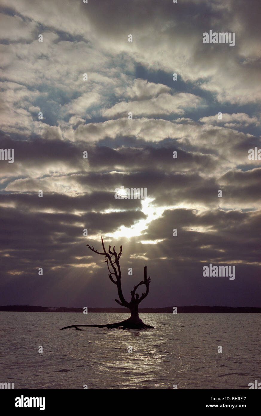 A tree growing out of the sea Stock Photo - Alamy