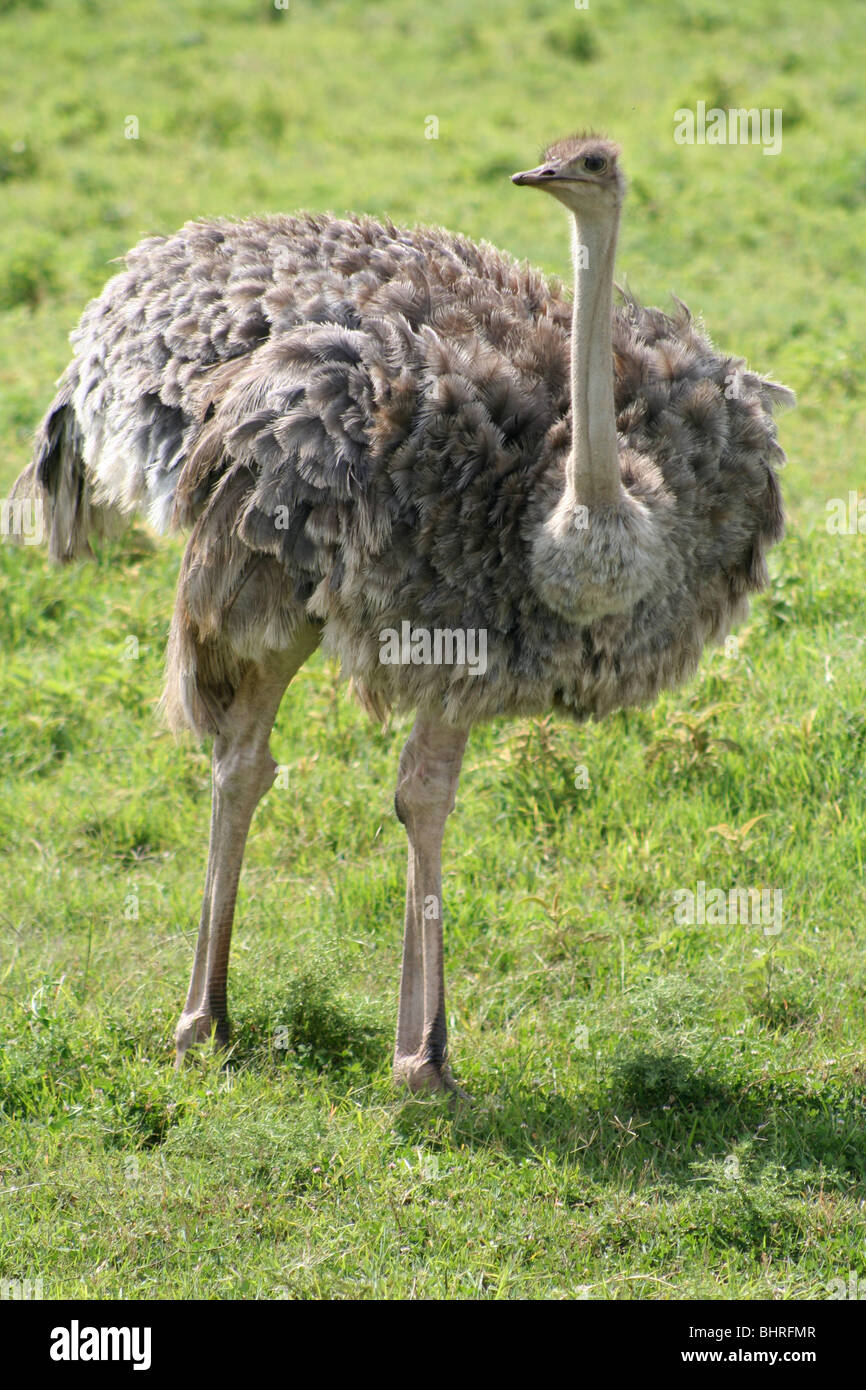 Female Ostrich in Ngorongoro Crater, Tanzania Stock Photo - Alamy
