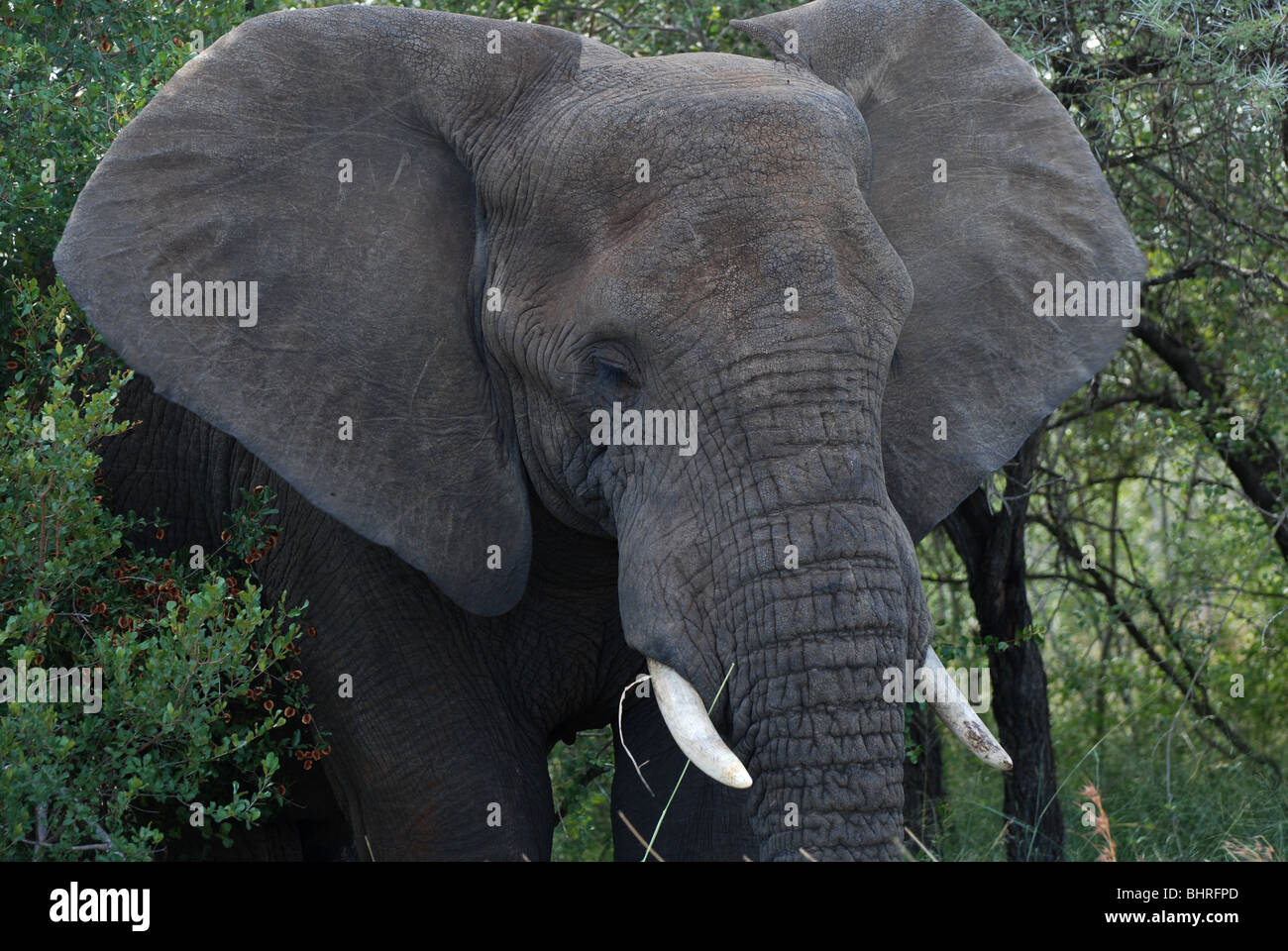 African Elephant portrait Stock Photo - Alamy