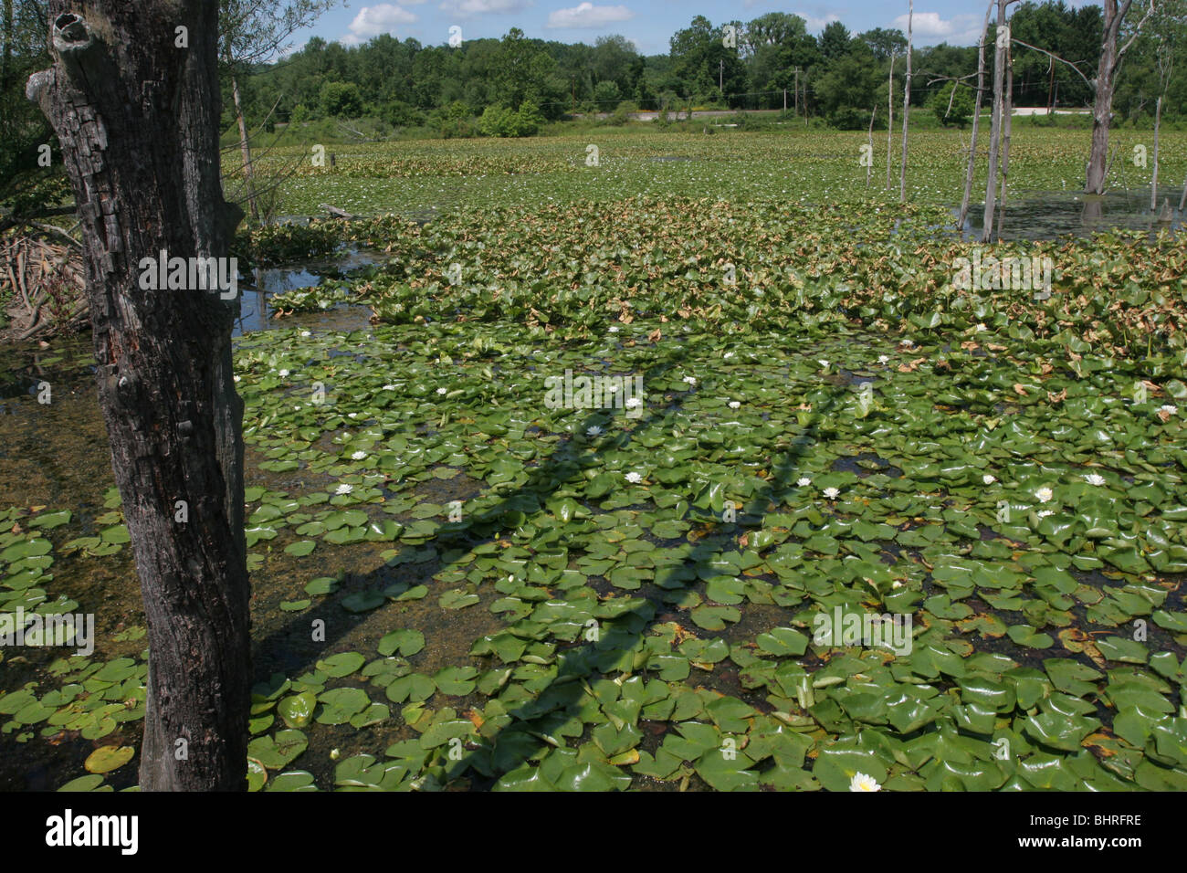 water lily marsh Cuyahoga Valley National Park Ohio Stock Photo - Alamy