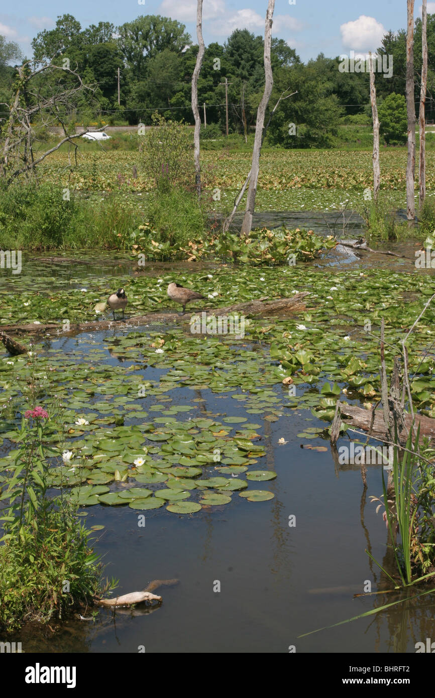 Canada geese marsh Cuyahoga Valley National Park Ohio Stock Photo - Alamy