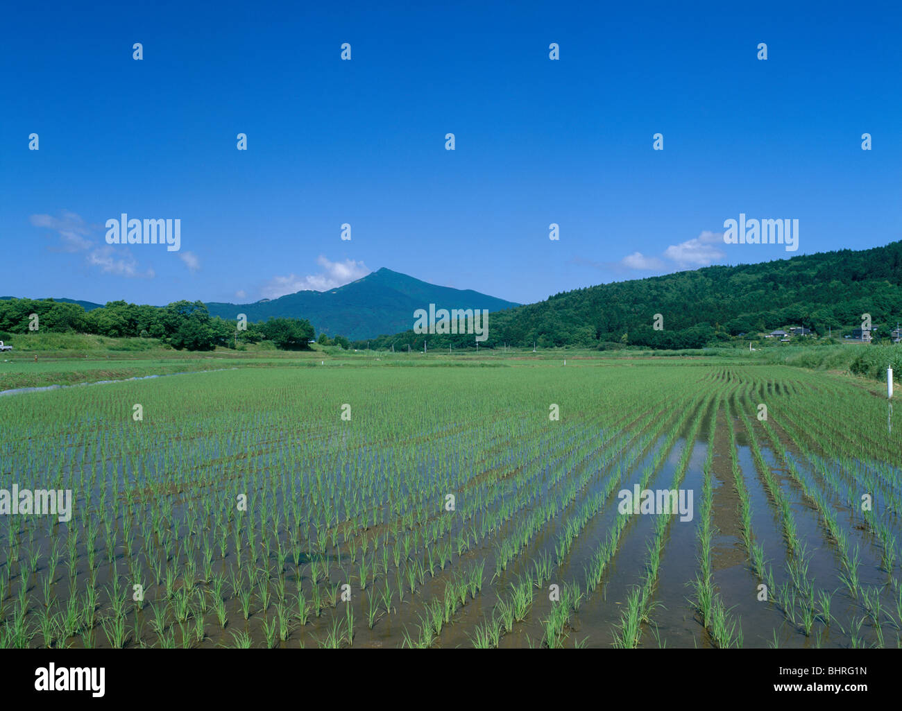 Paddy Field, Ishioka, Ibaraki, Japan Stock Photo - Alamy