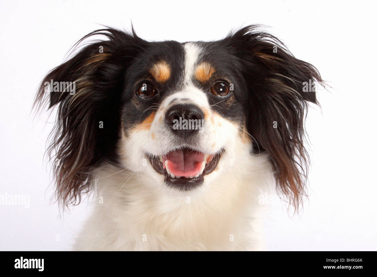 half breed dog - portrait - cut out Stock Photo - Alamy