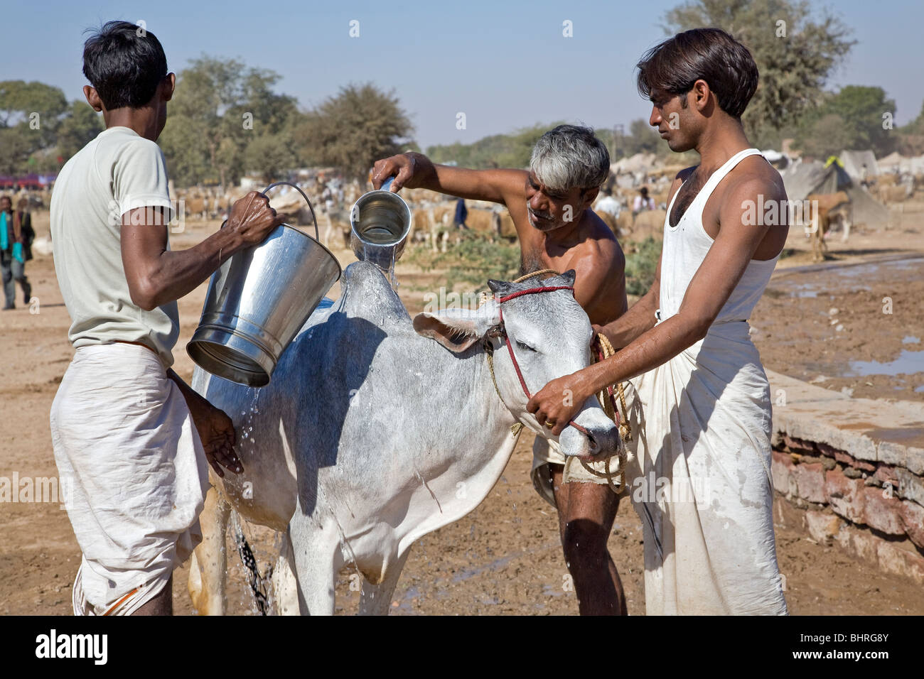 Indian men washing a young cow. Nagaur cattle fair. Rajasthan. India ...