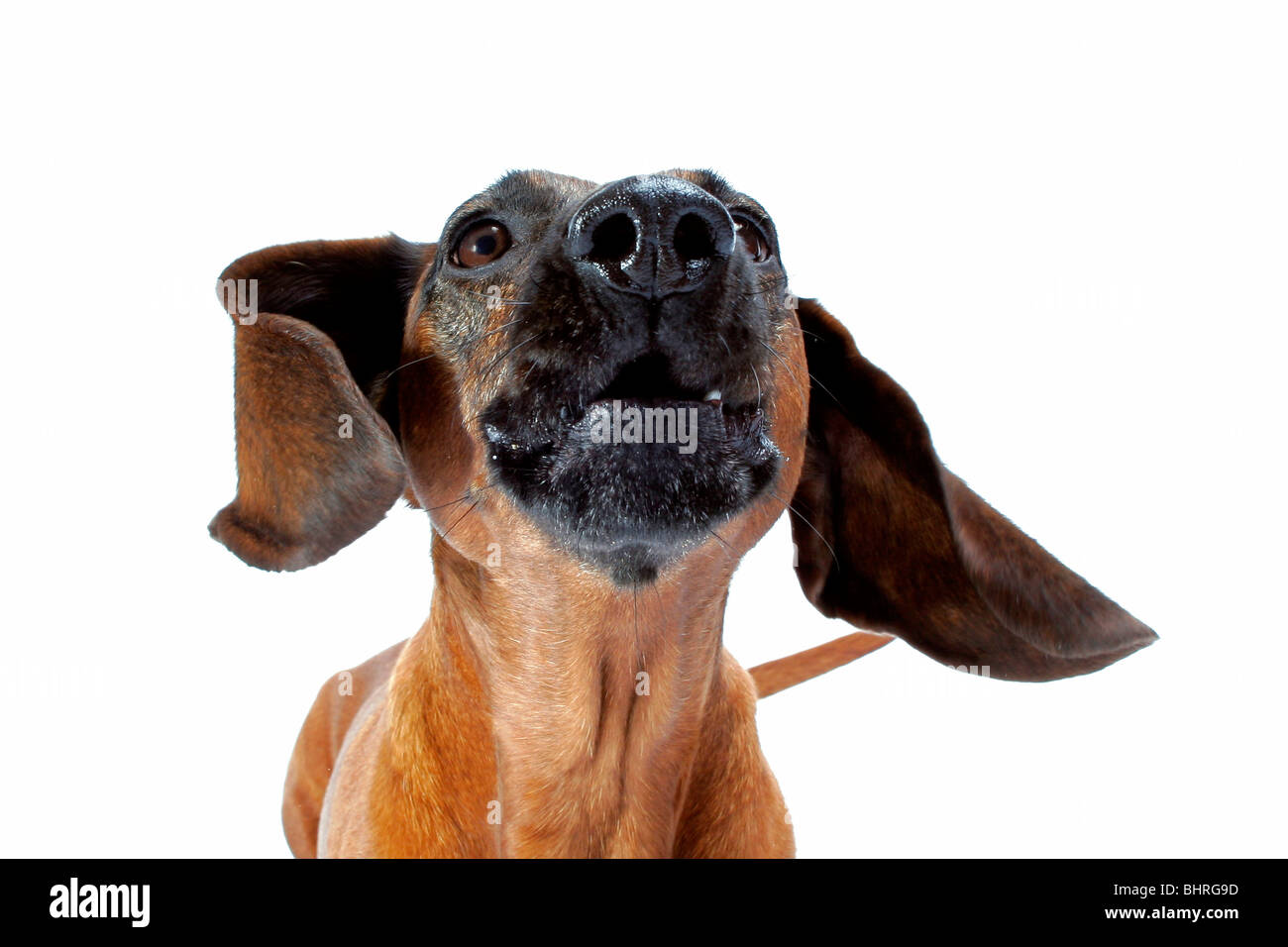 Does A Bavarian Mountain Hound Puppy Bark Loudly