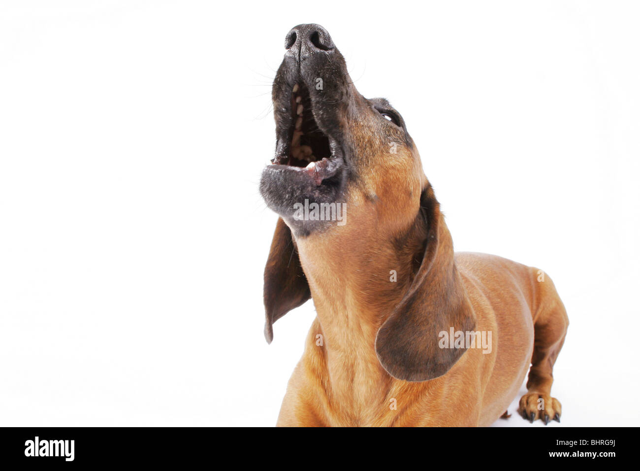 Does A Bavarian Mountain Hound Puppy Bark Loudly