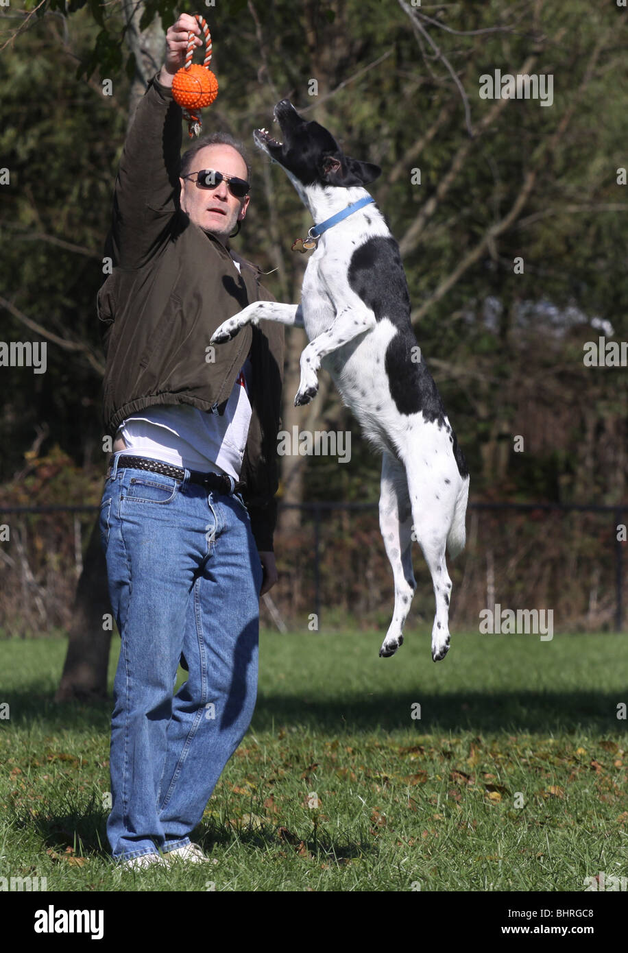 Dog jumping off leash dog hi-res stock photography and images - Alamy