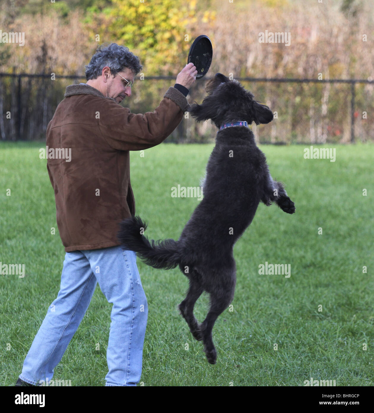 Dog jumping off leash dog park play ohio Stock Photo - Alamy