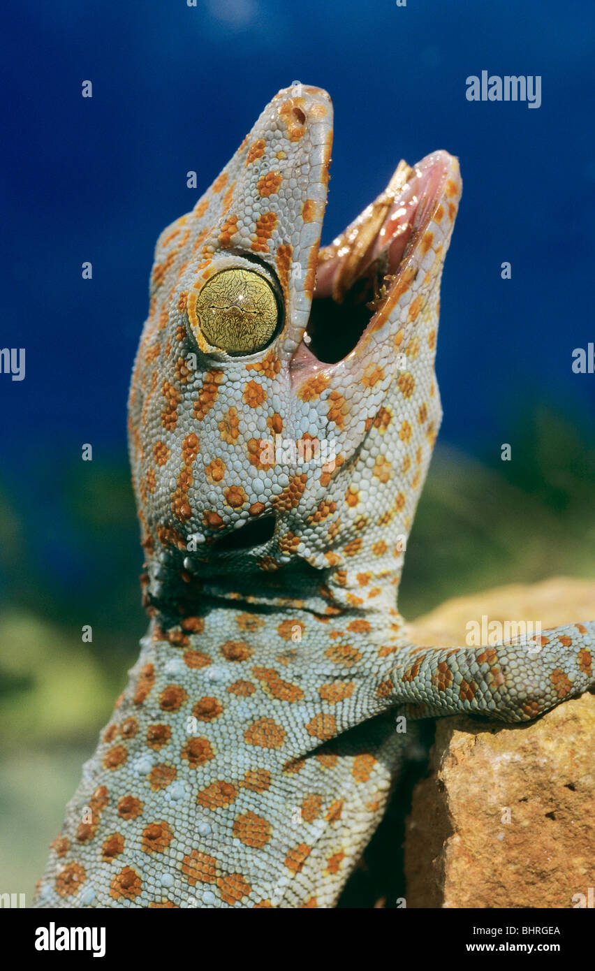 Tokeh gekko gecko hi-res stock photography and images - Alamy