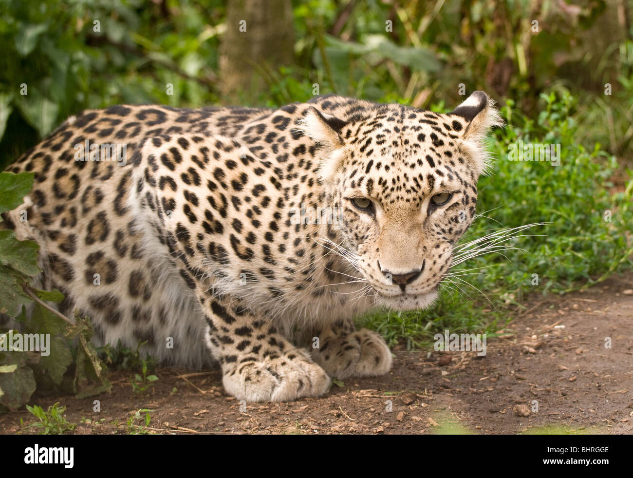 Persian Leopard in captivity Stock Photo - Alamy