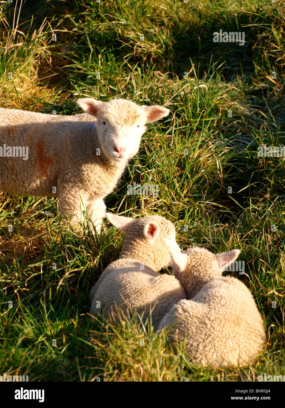 Three young lambs in hi-res stock photography and images - Alamy