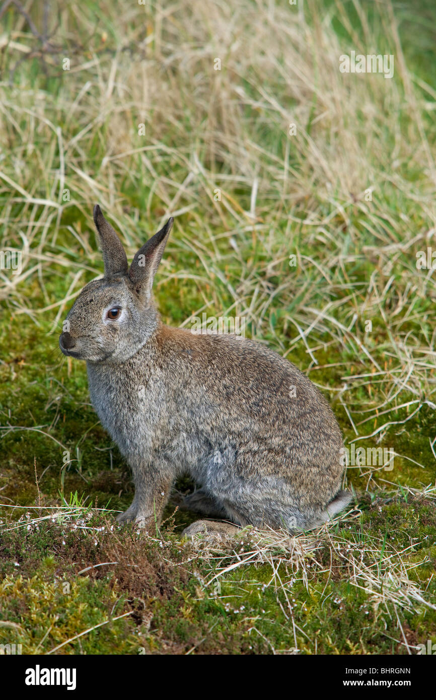 European rabbit - sitting on a meadow / Oryctolagus cuniculus Stock ...