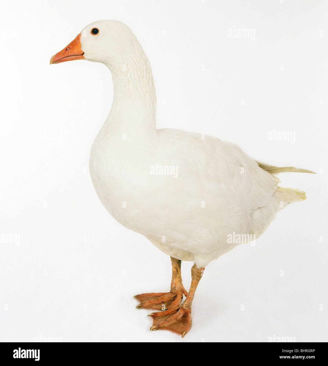 domestic goose - standing - cut out Stock Photo - Alamy