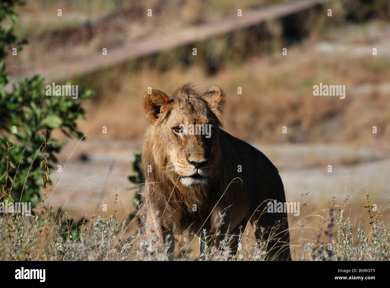 Approaching Lion High Resolution Stock Photography and Images - Alamy