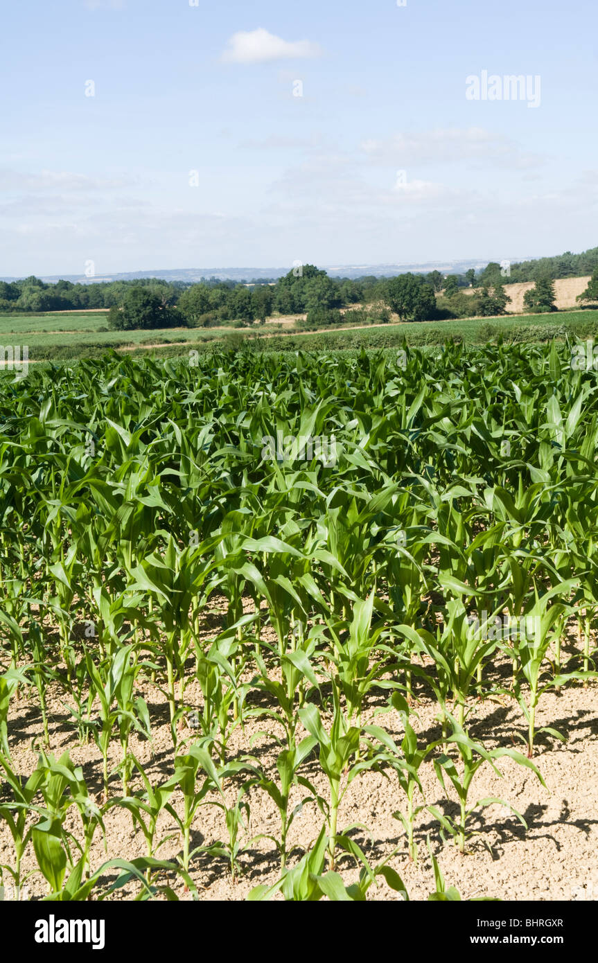 Field of sweet Corn (Zea mays) growing in the Kent countryside Stock ...