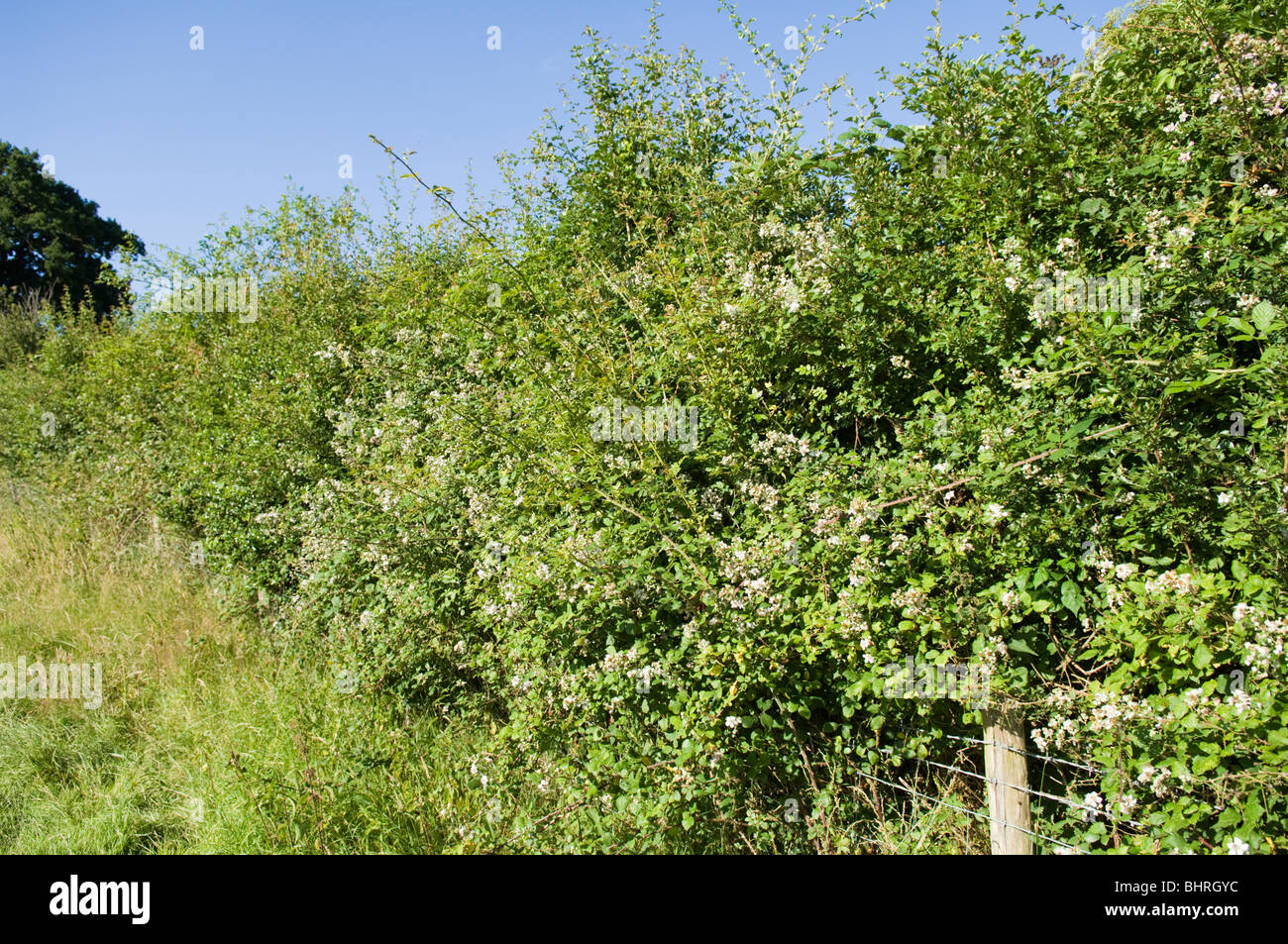 Hedgerow with brambles (rubus) and dog rose (Rosa canina Stock Photo ...