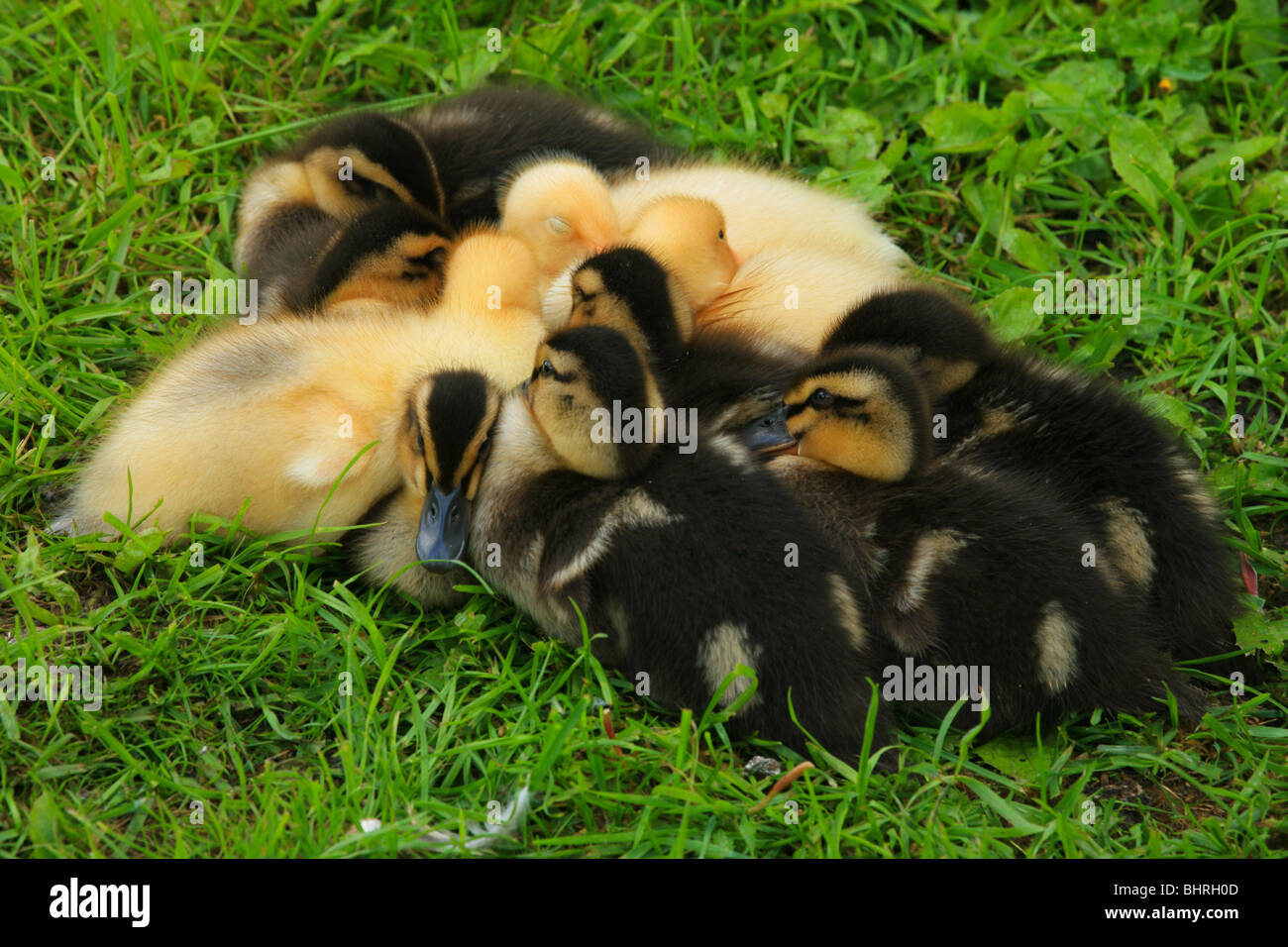 A group of ducklings huddled together Stock Photo - Alamy