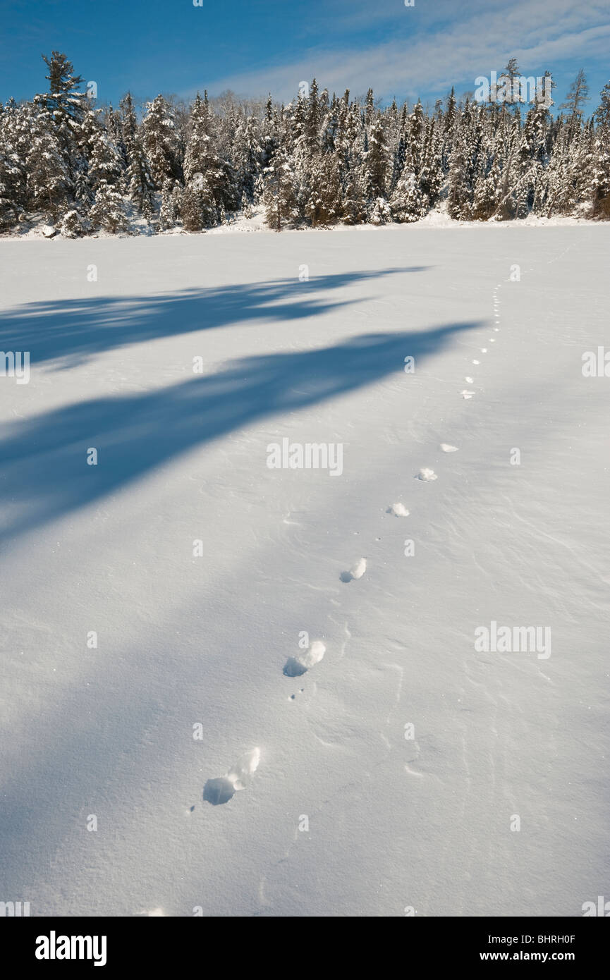Timberwolf Tracks In Snow