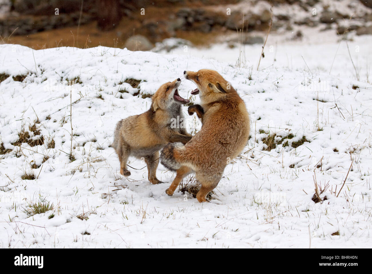 two Red Foxes - fighting in the snow / Vulpes Vulpes Stock Photo - Alamy