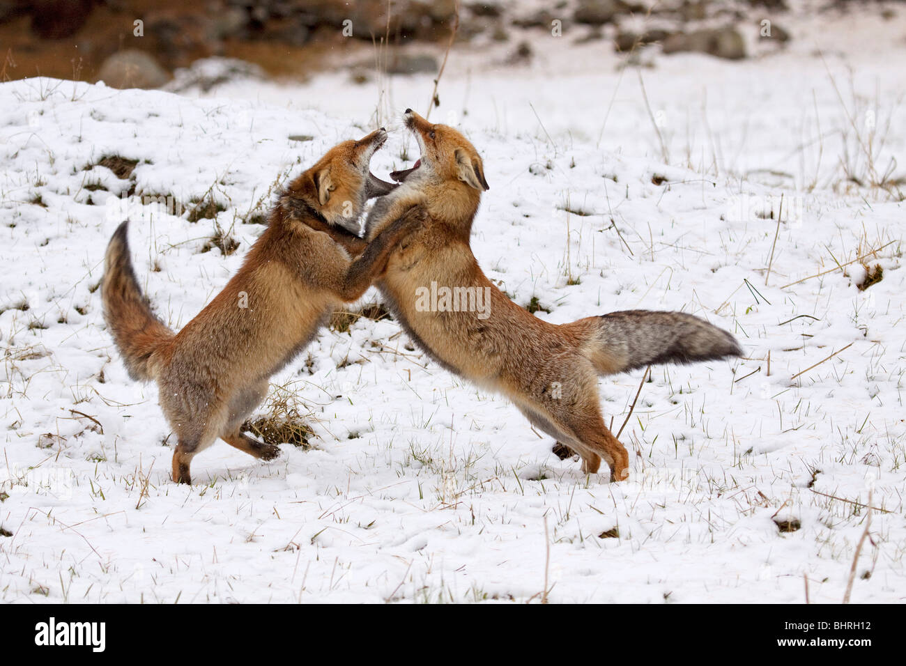 two Red Foxes - fighting in the snow / Vulpes Vulpes Stock Photo - Alamy