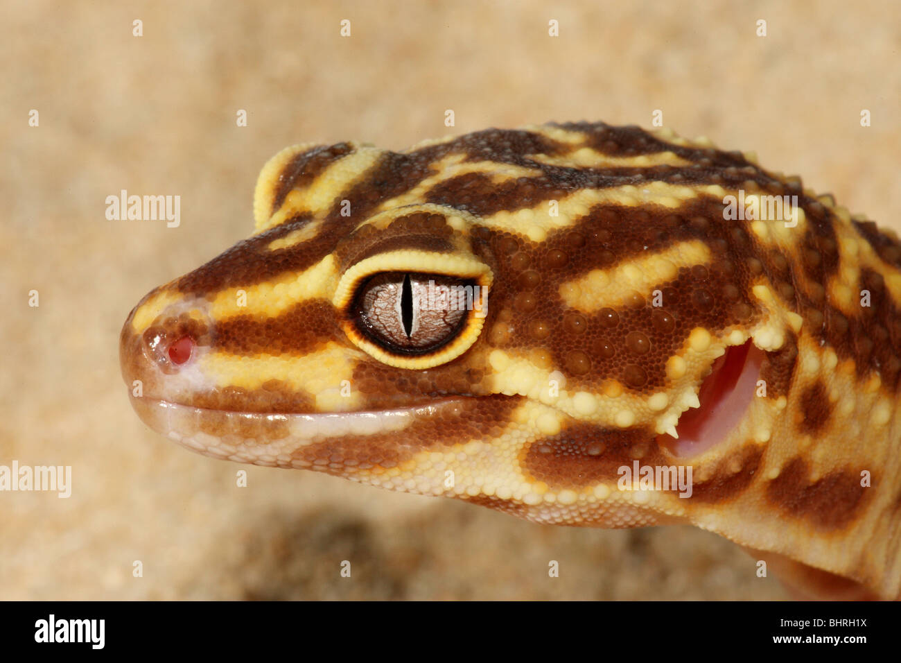 Leopard gecko - portrait / Eublepharis macularius Stock Photo - Alamy
