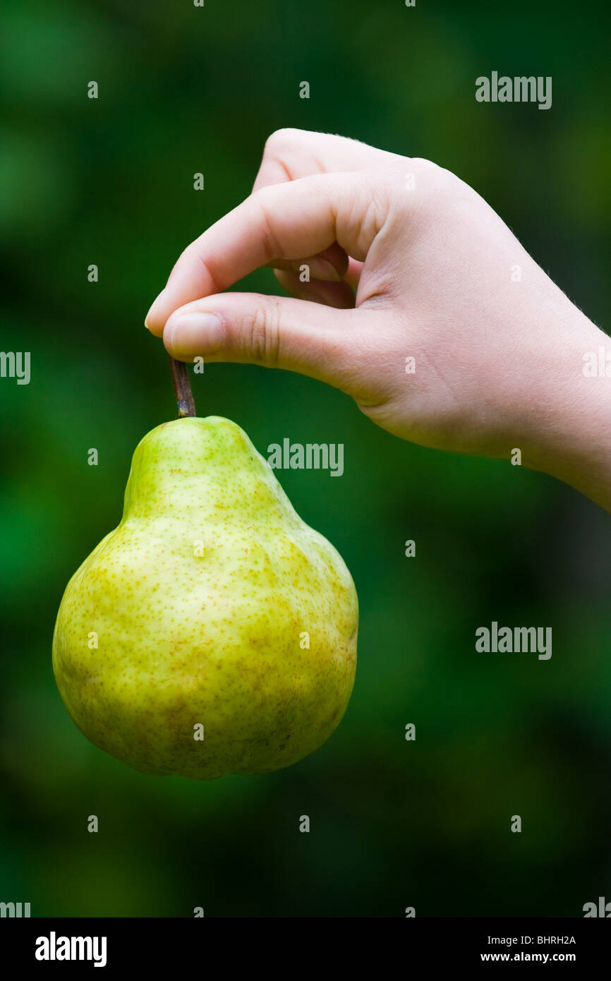 Woman hand holding a single pear on blurred green background Stock ...