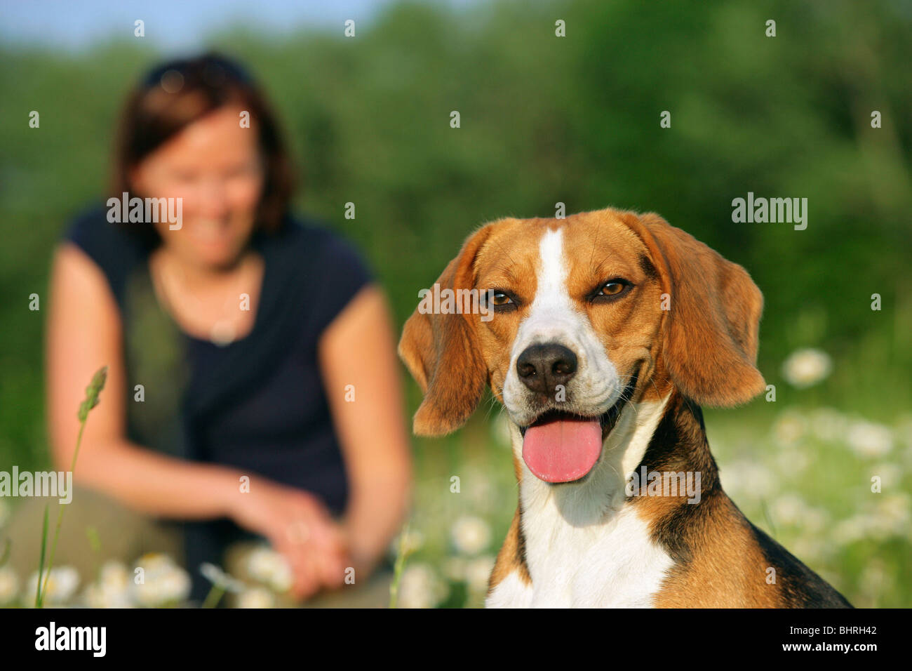 Beagle dog and woman Stock Photo - Alamy
