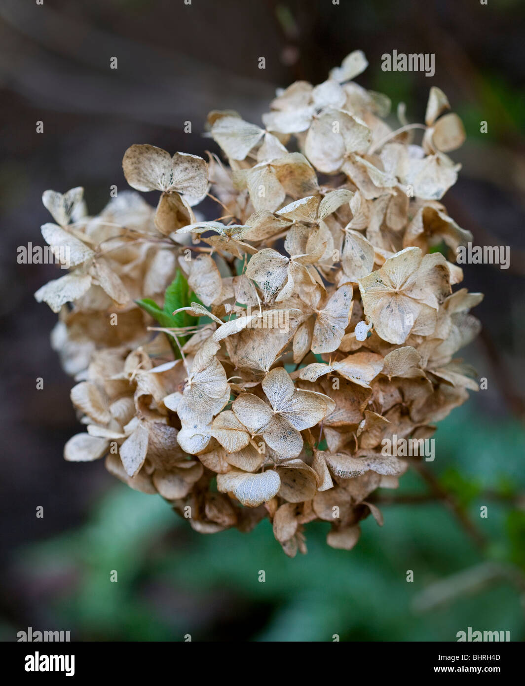 Hydrangea Seed Head Stock Photo - Alamy
