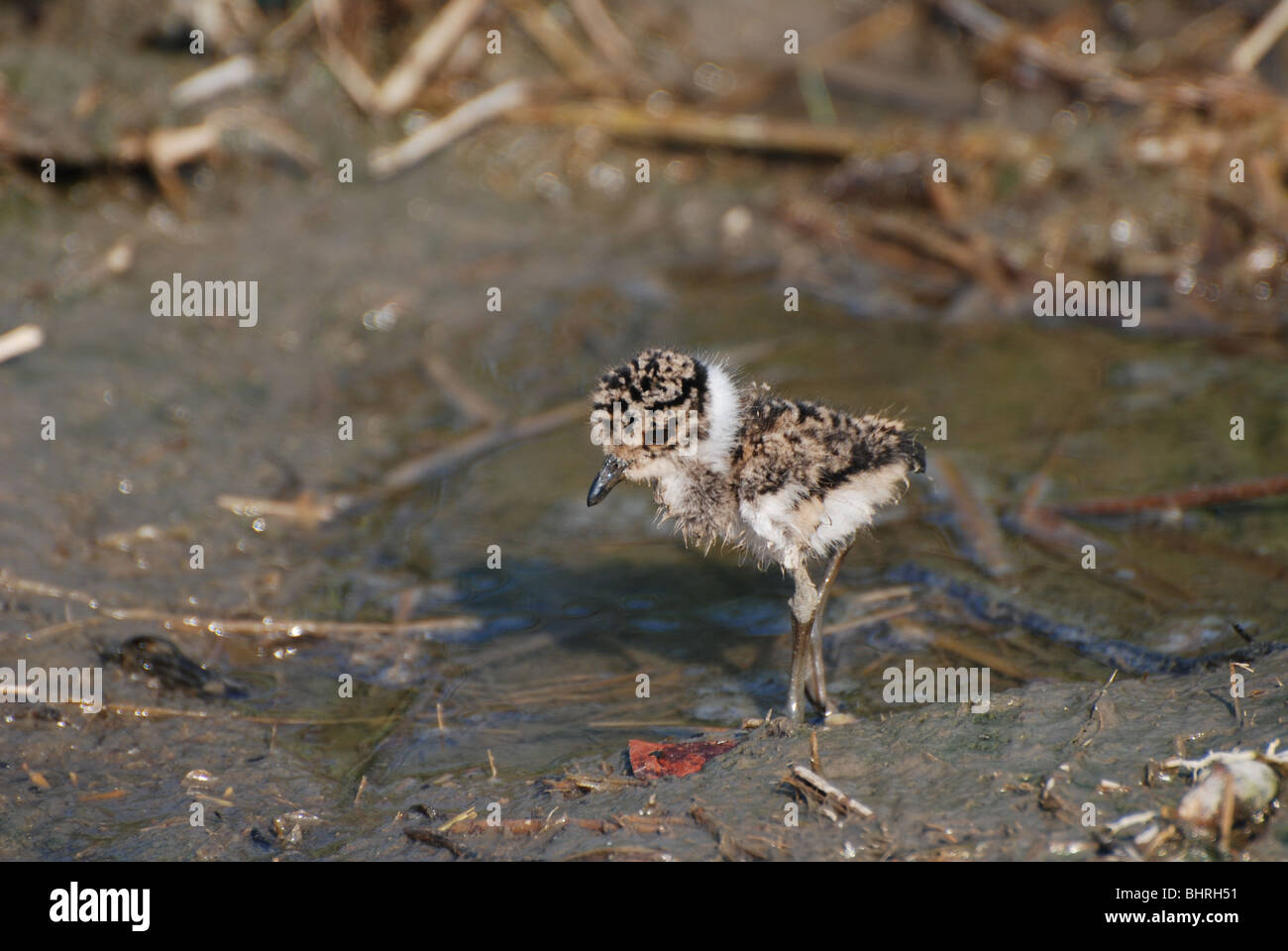 Baby plover hi-res stock photography and images - Alamy