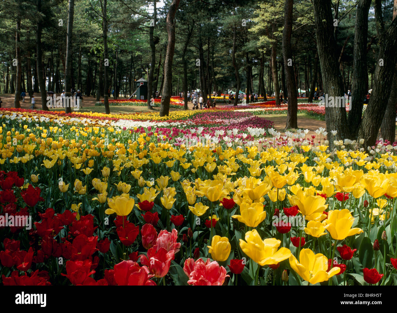 Tulip, Hitachinaka, Ibaraki, Japan Stock Photo - Alamy