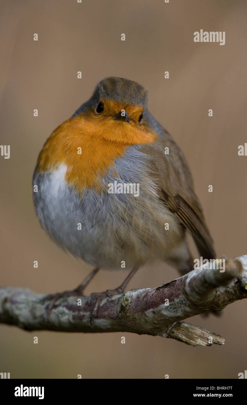 Fat robin hi-res stock photography and images - Alamy