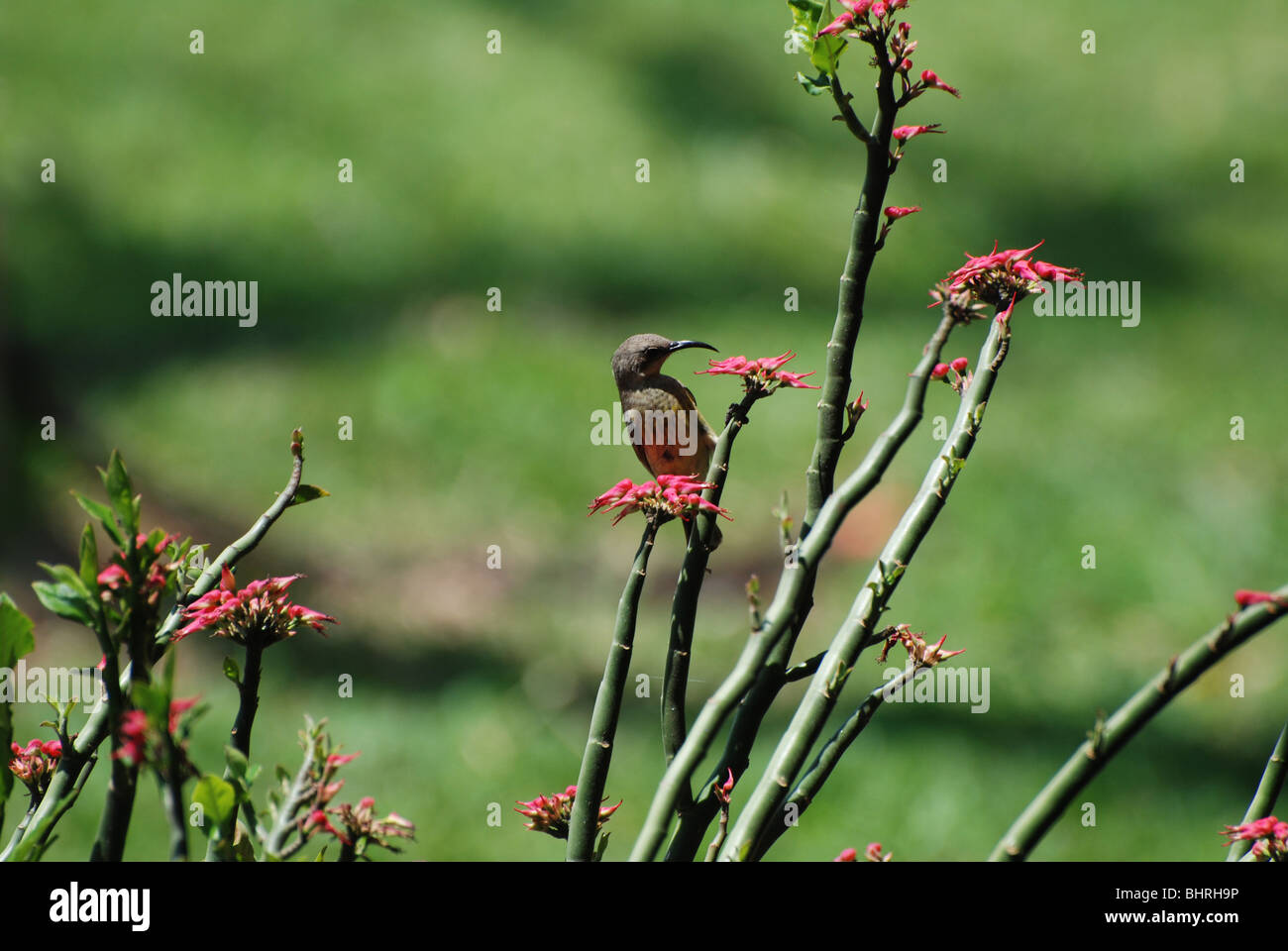 Nectar collecting birds hi-res stock photography and images - Alamy