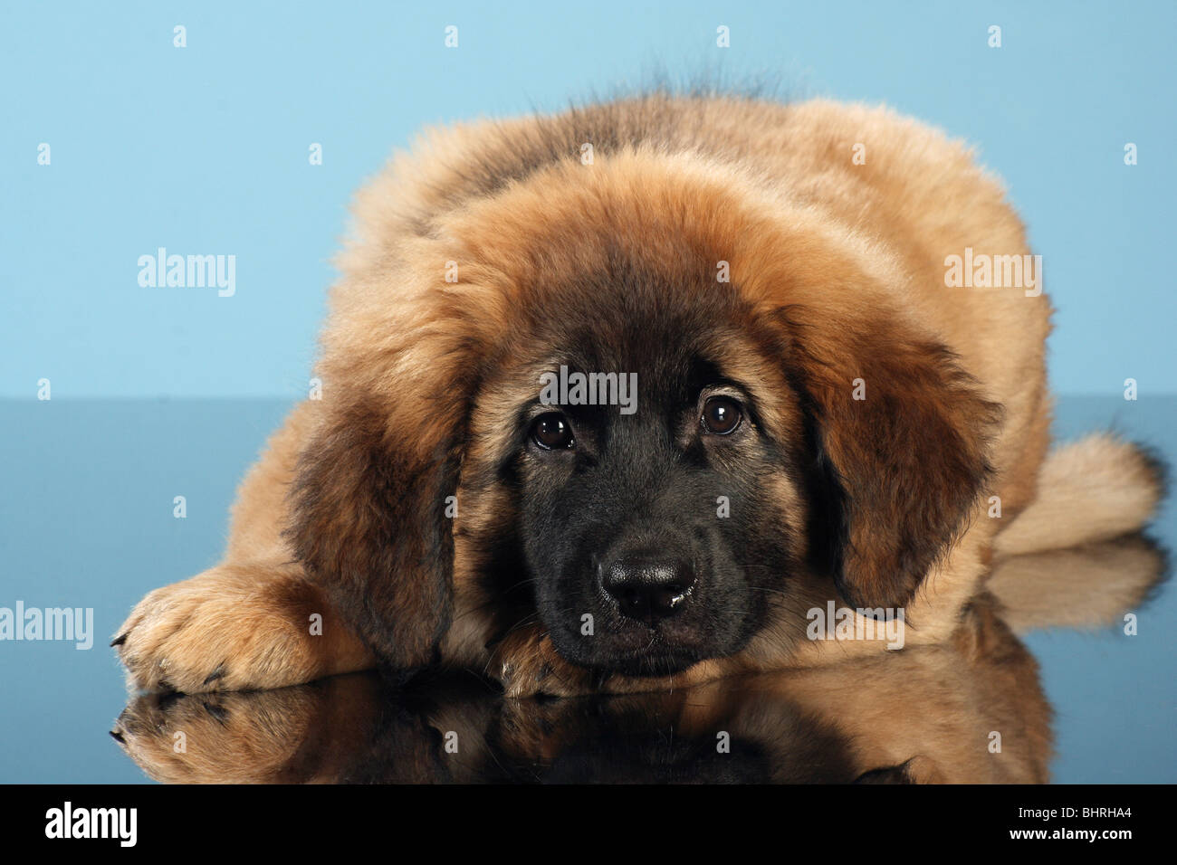 Cute young leonberger puppy lying hi-res stock photography and images ...