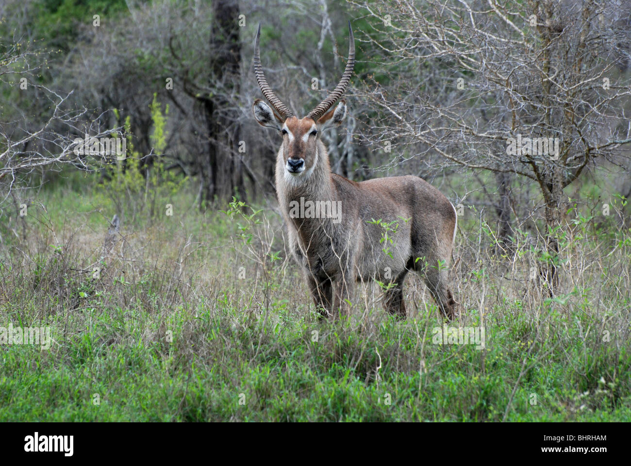 Buck birds hi-res stock photography and images - Alamy