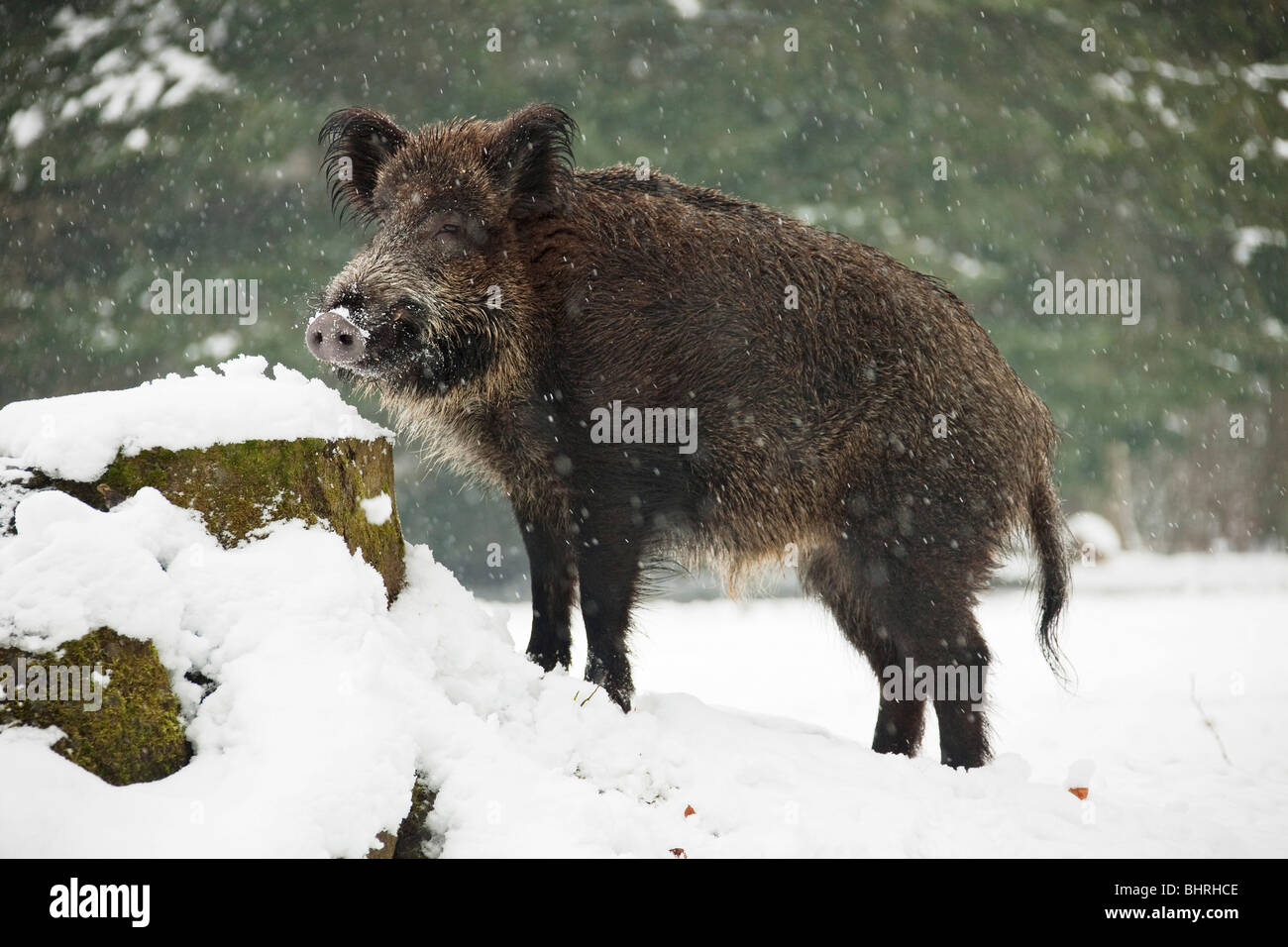 Wild Boar - standing in the snow / Sus scrofa Stock Photo - Alamy