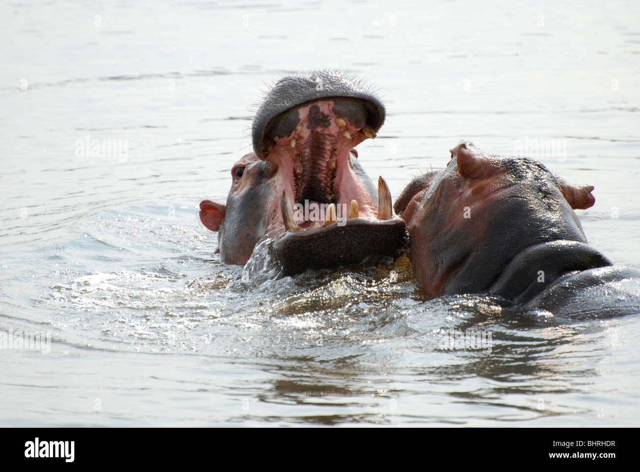 Hippo tusks hi-res stock photography and images - Alamy