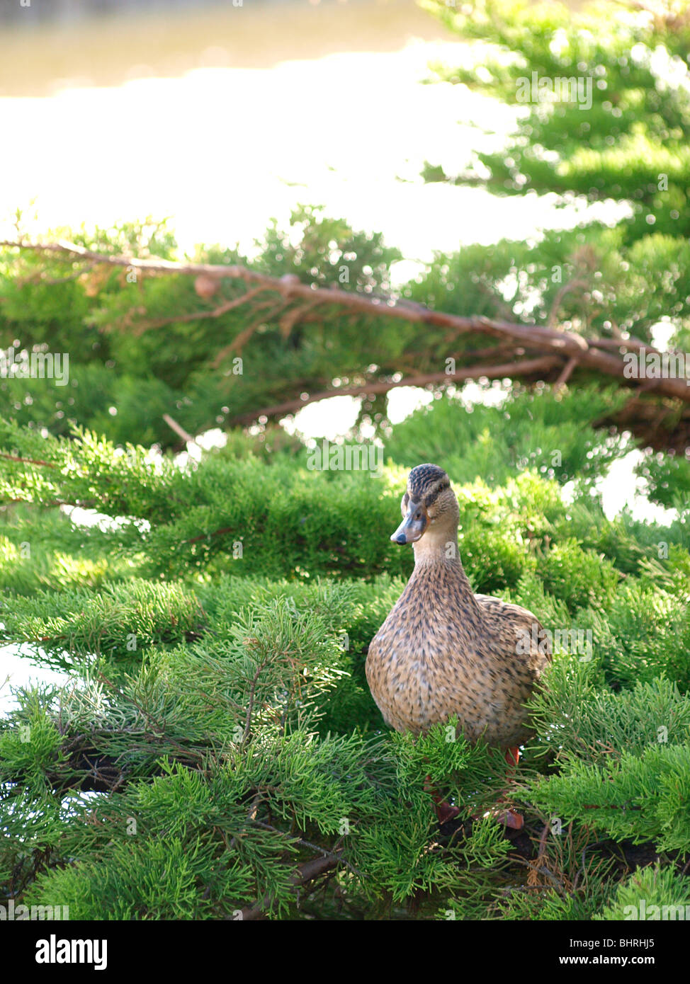Duck in a tree hi-res stock photography and images - Alamy