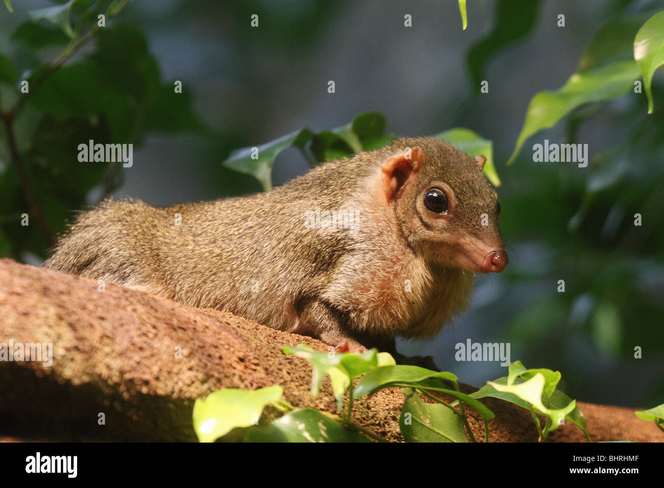 Northern tree shrew tupaia belangeri hi-res stock photography and ...
