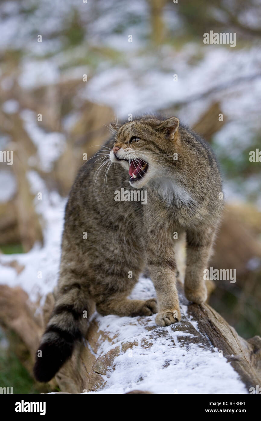 Scottish wildcat hi-res stock photography and images - Alamy