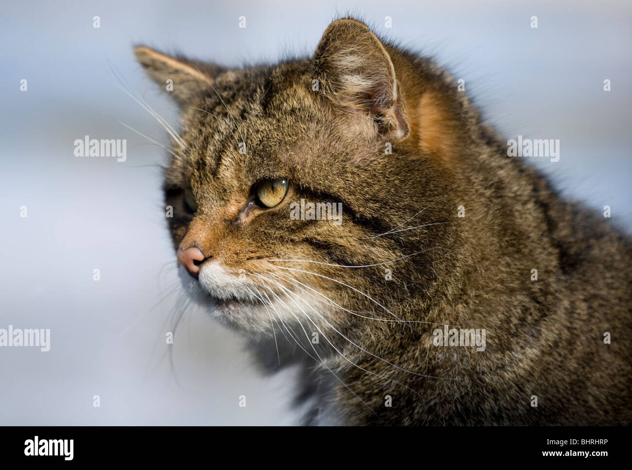 Scottish Wildcat Felis sylvestris Close-up portrait of single adult UK ...