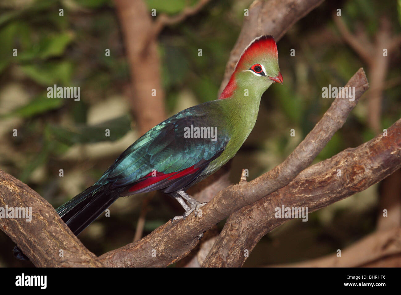 Fischers Turaco (Tauraco fischeri) on a branch Stock Photo - Alamy