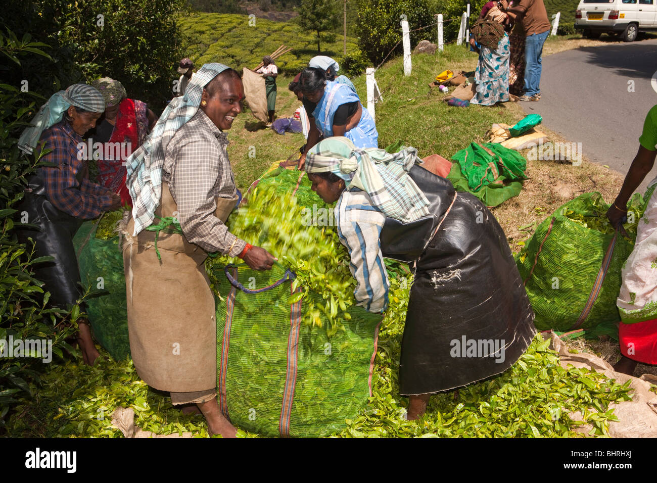 Female tea pickers hi-res stock photography and images - Alamy