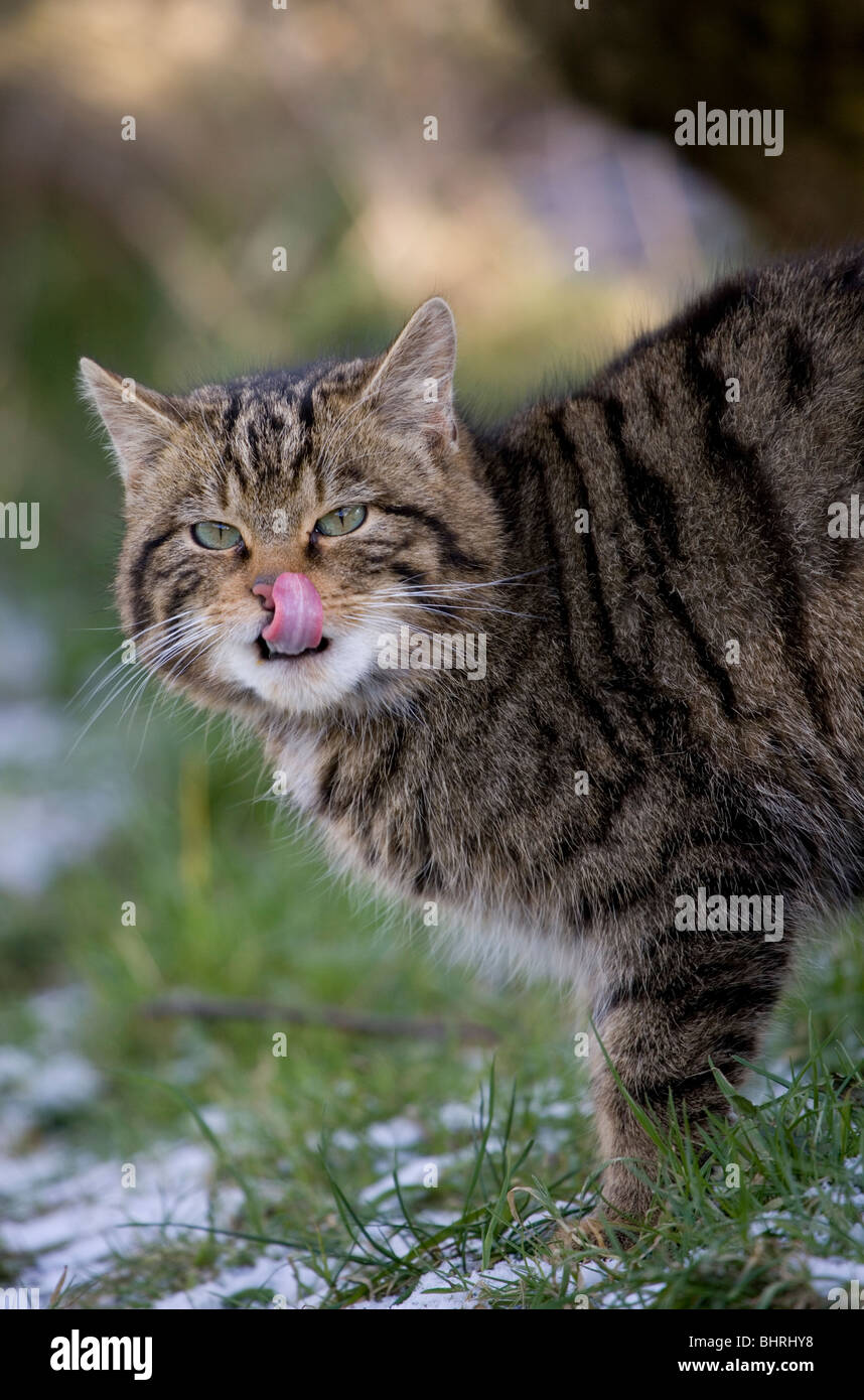 Scottish Wildcat Felis sylvestris Portrait of single adult licking UK ...
