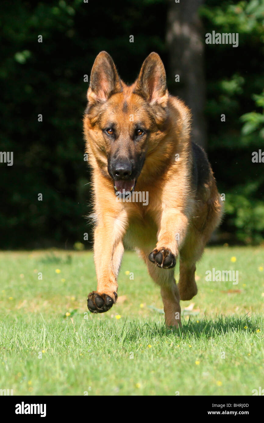 German Shepherd dog - running on meadow Stock Photo - Alamy